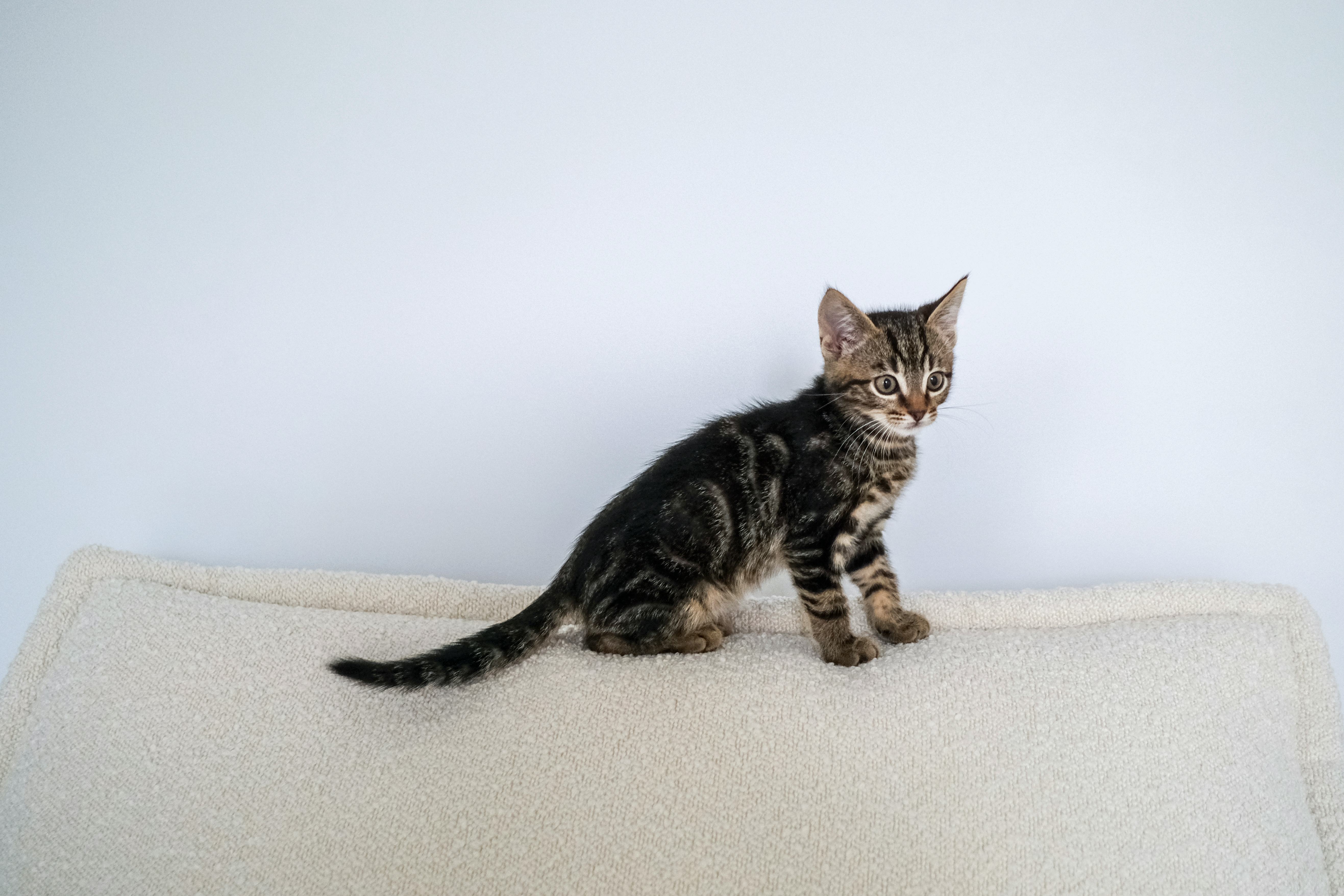 999 Unique Cat Names From Books, Movies, Astrology, & More