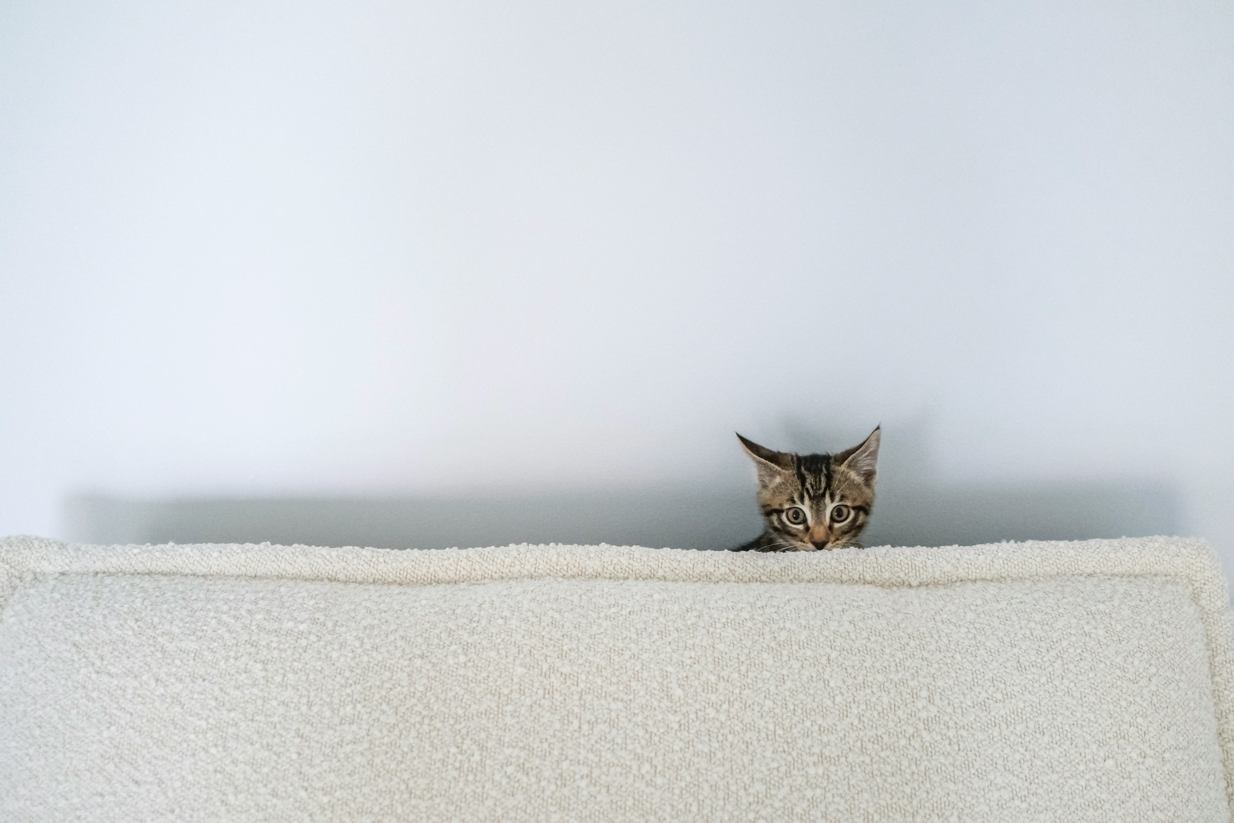 999 Unique Cat Names From Books, Movies, Astrology, & More