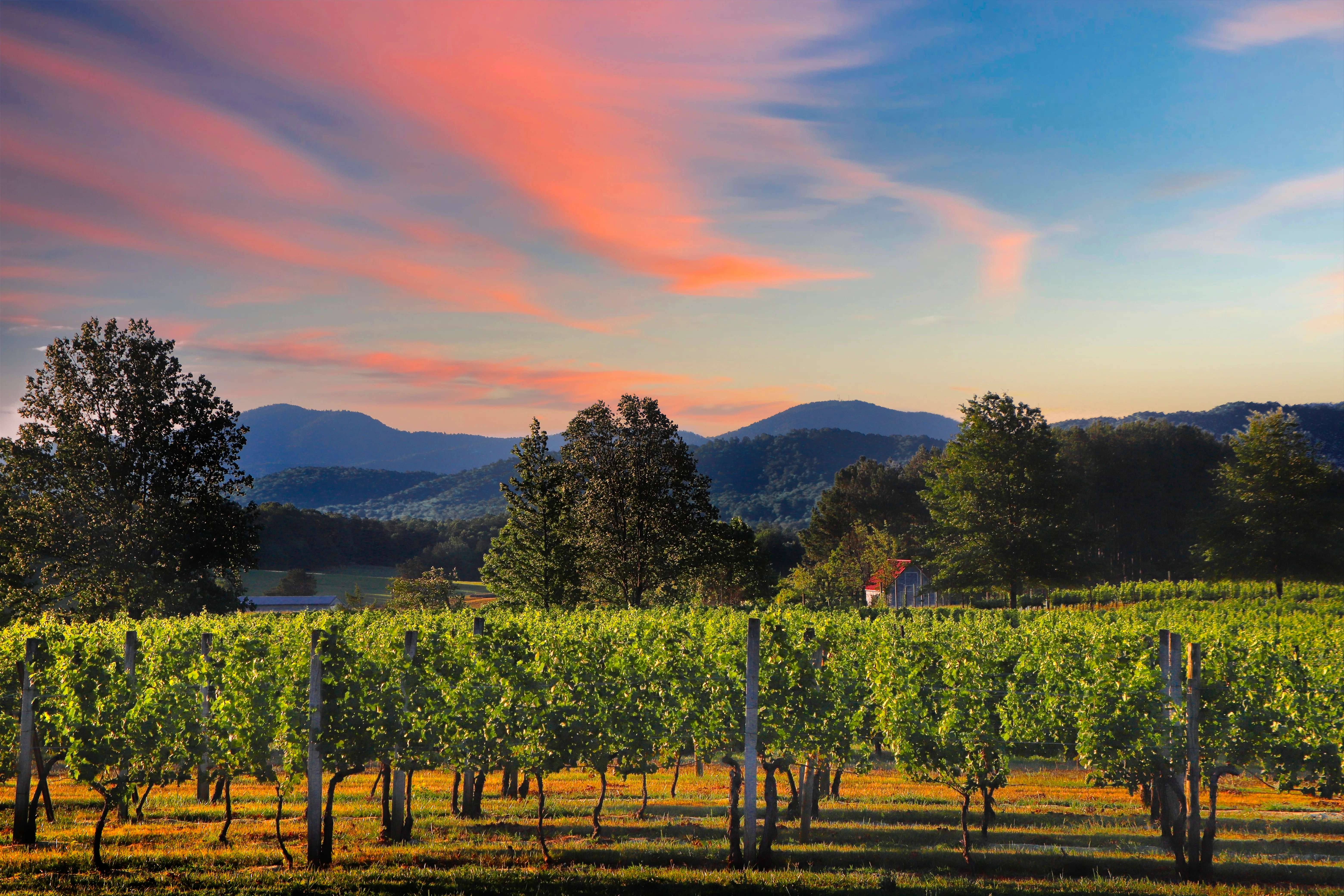 Virginia Wine Country Is Finally Getting Its Flowers