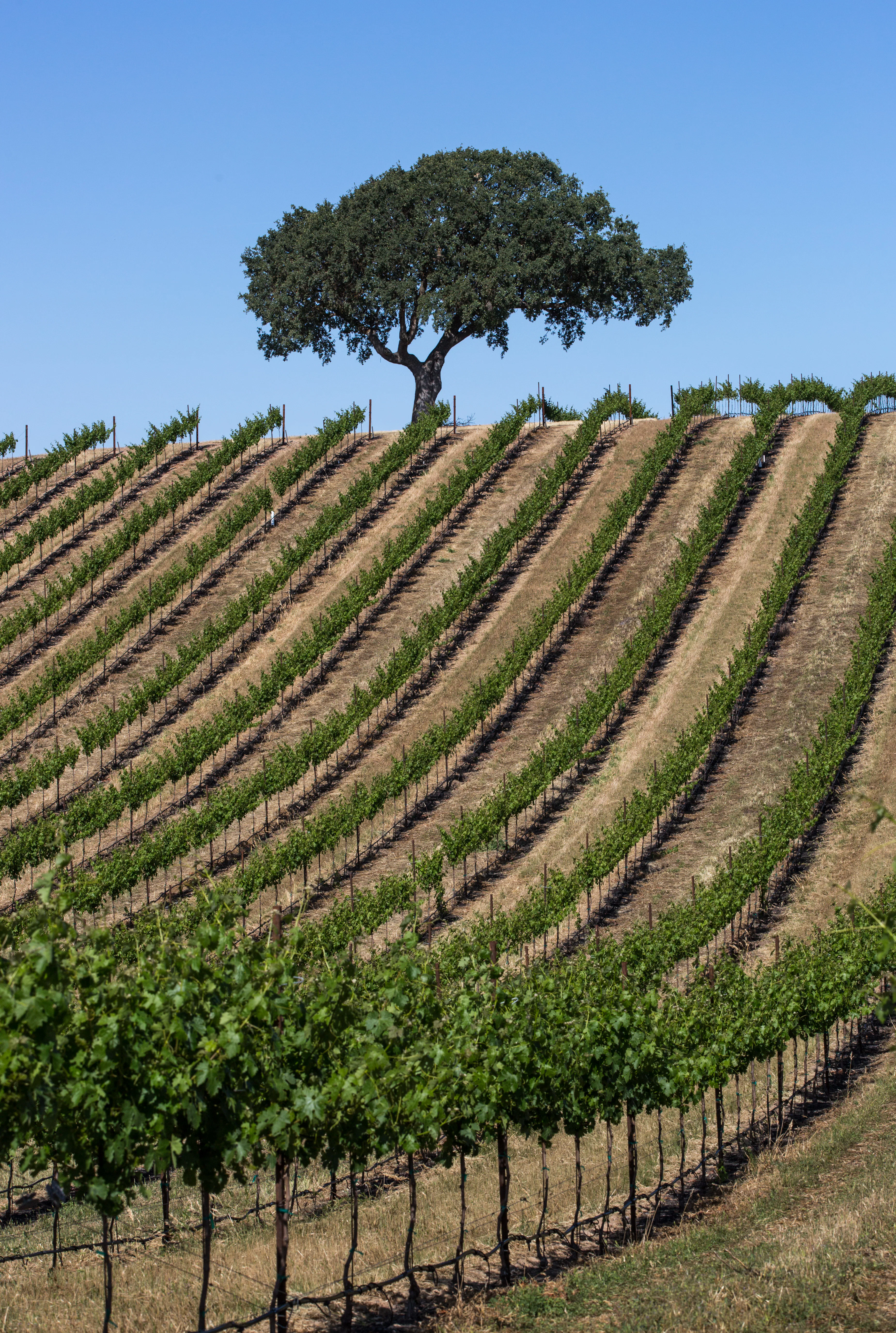 Why Paso Robles Wine Country Is California's Most Precious Hidden Gem