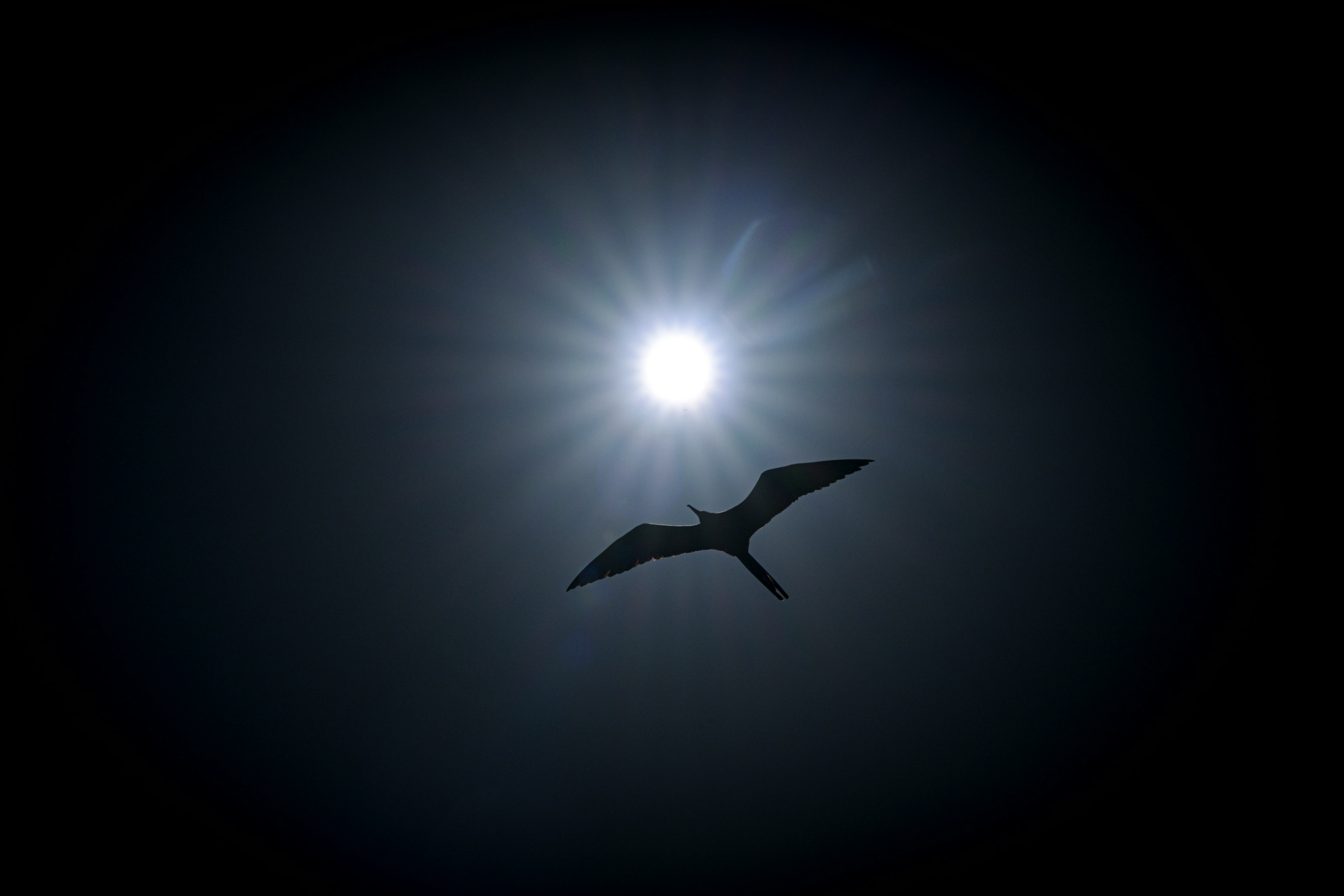 The Just Plain Odd Ways Birds Sleep — And What It Means for Sleep Science