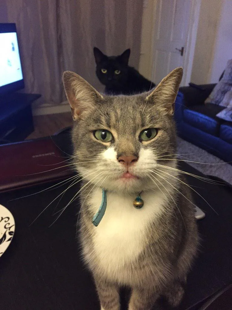 10 Cats Photobombing Pictures We Can All Take Some Serious Notes From