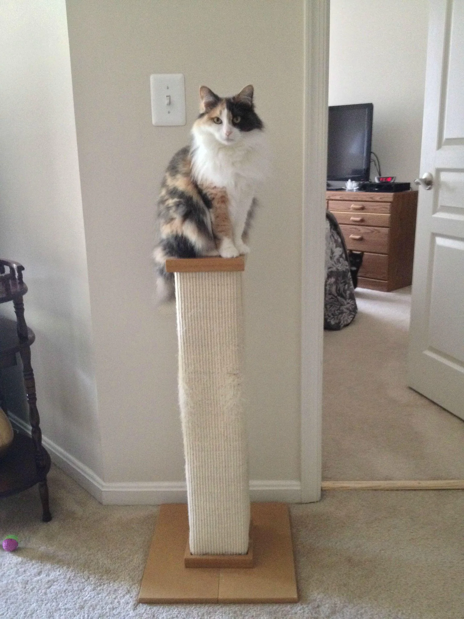 10 Cats Photobombing Pictures We Can All Take Some Serious Notes From