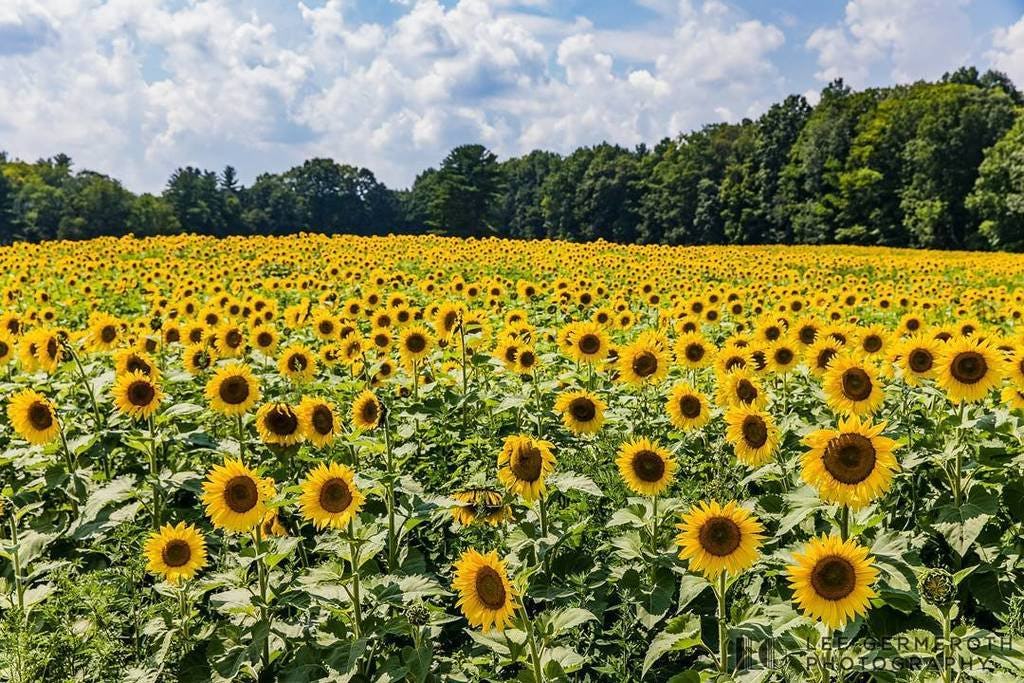 6 Best Sunflower Fields Across The Country To Travel To For The Perfect ...