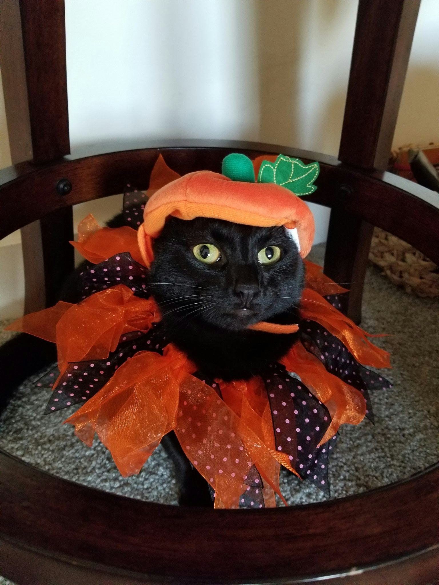 10 Halloween Costumes For Cats That Will Instantly Melt Your Heart