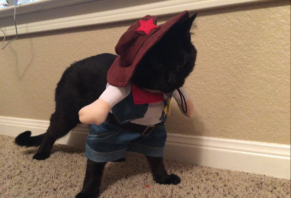 10 Halloween Costumes For Cats That Will Instantly Melt Your Heart