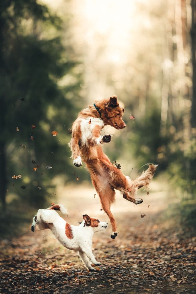 14 Photos Of Dogs In Fall That Prove They're Living Life Better Than Us ...