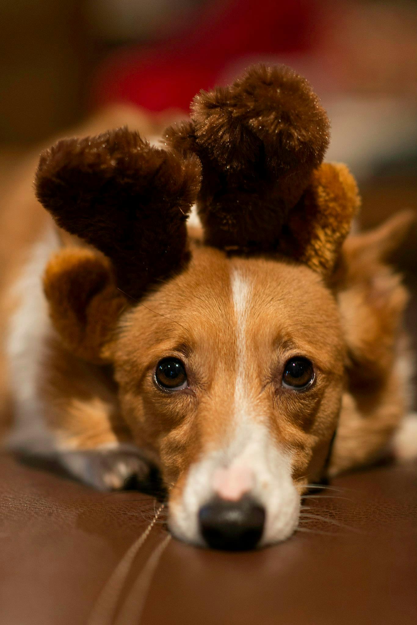 12 Dogs Dressed Up As Reindeer Who Have Way More Holiday Swag Than You