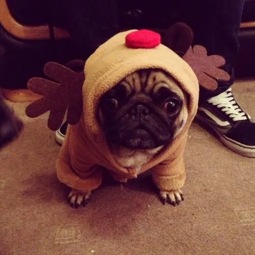 12 Dogs Dressed Up As Reindeer Who Have Way More Holiday Swag Than You