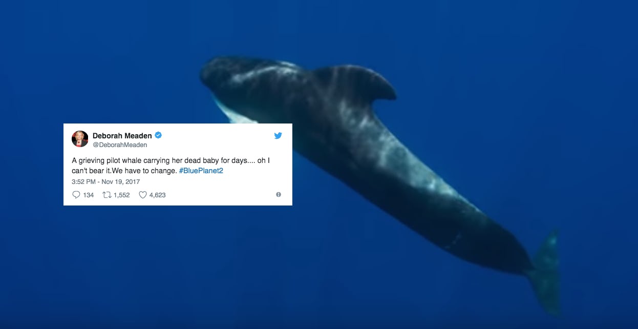 This Mother Whale Carried Her Dead Baby With Her For Days, & It's So ...