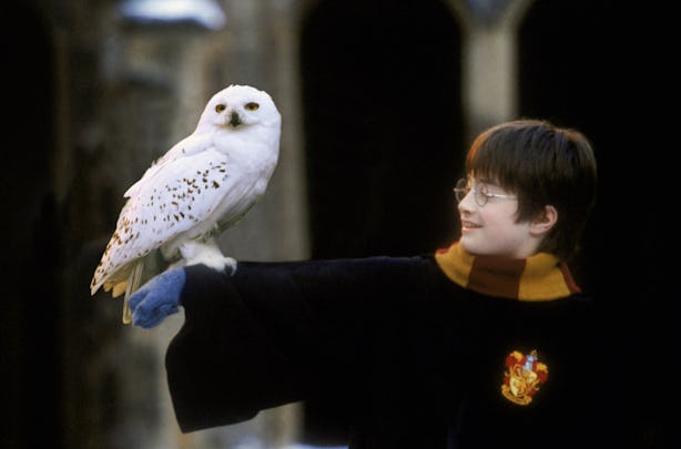 This HP Fan Theory Suggests That Hedwig Is The Reincarnation Of Lily ...