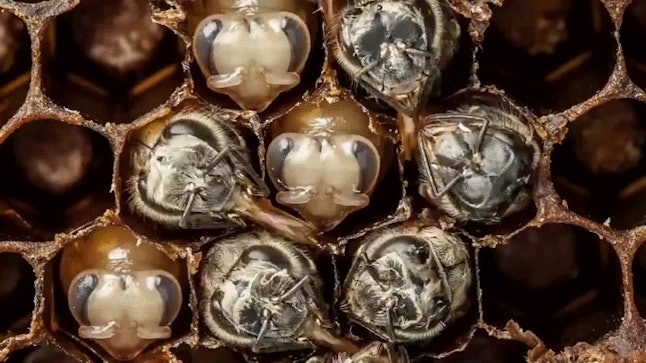 A Bee's First 21 Days In Time Lapse Prove That The Term "Busy Bee" Is ...