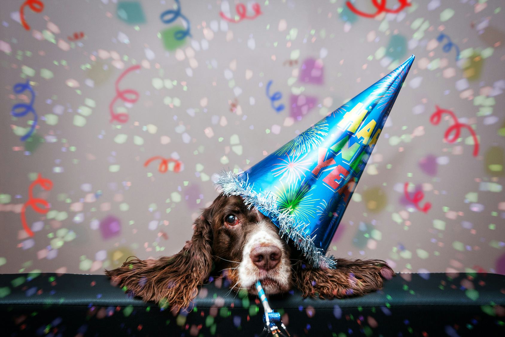 7 Things To Do With Your Dog On New Year's To Start Off A Happy Fur Year