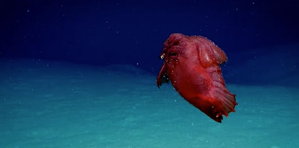 This NOAA “Headless Chicken Monster" Video Is The Trippiest Thing You ...