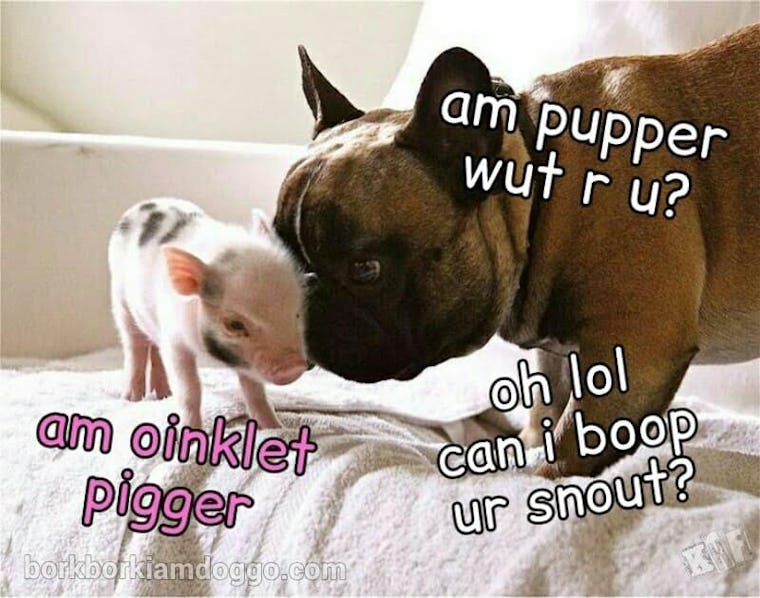 What Dogs And The “Doggo” Meme Can Teach Us About Inclusion And Consent