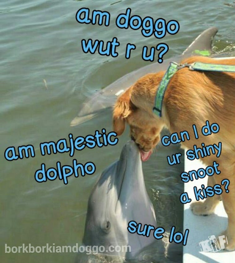 What Dogs And The “Doggo” Meme Can Teach Us About Inclusion And Consent