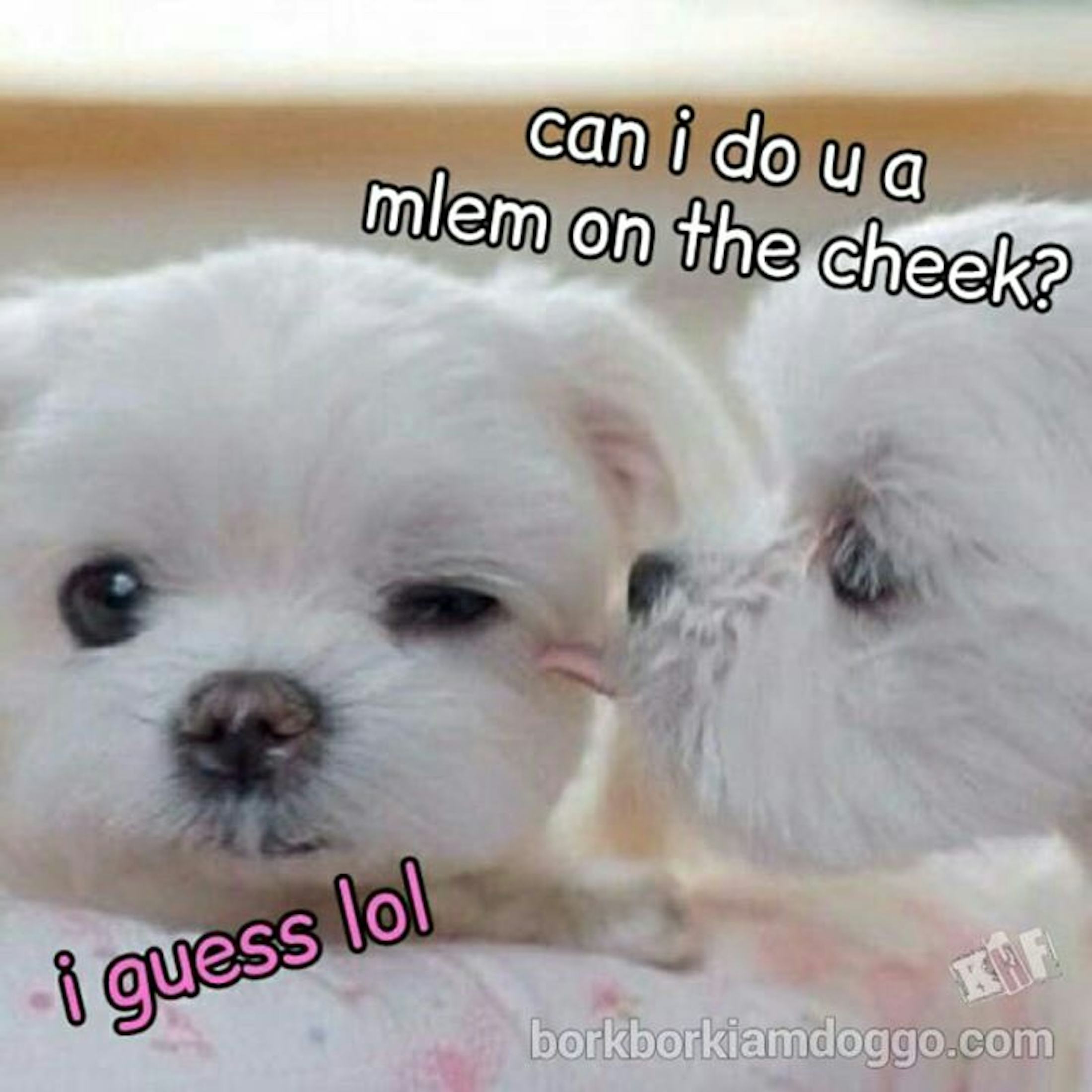 What Dogs And The “Doggo” Meme Can Teach Us About Inclusion And Consent