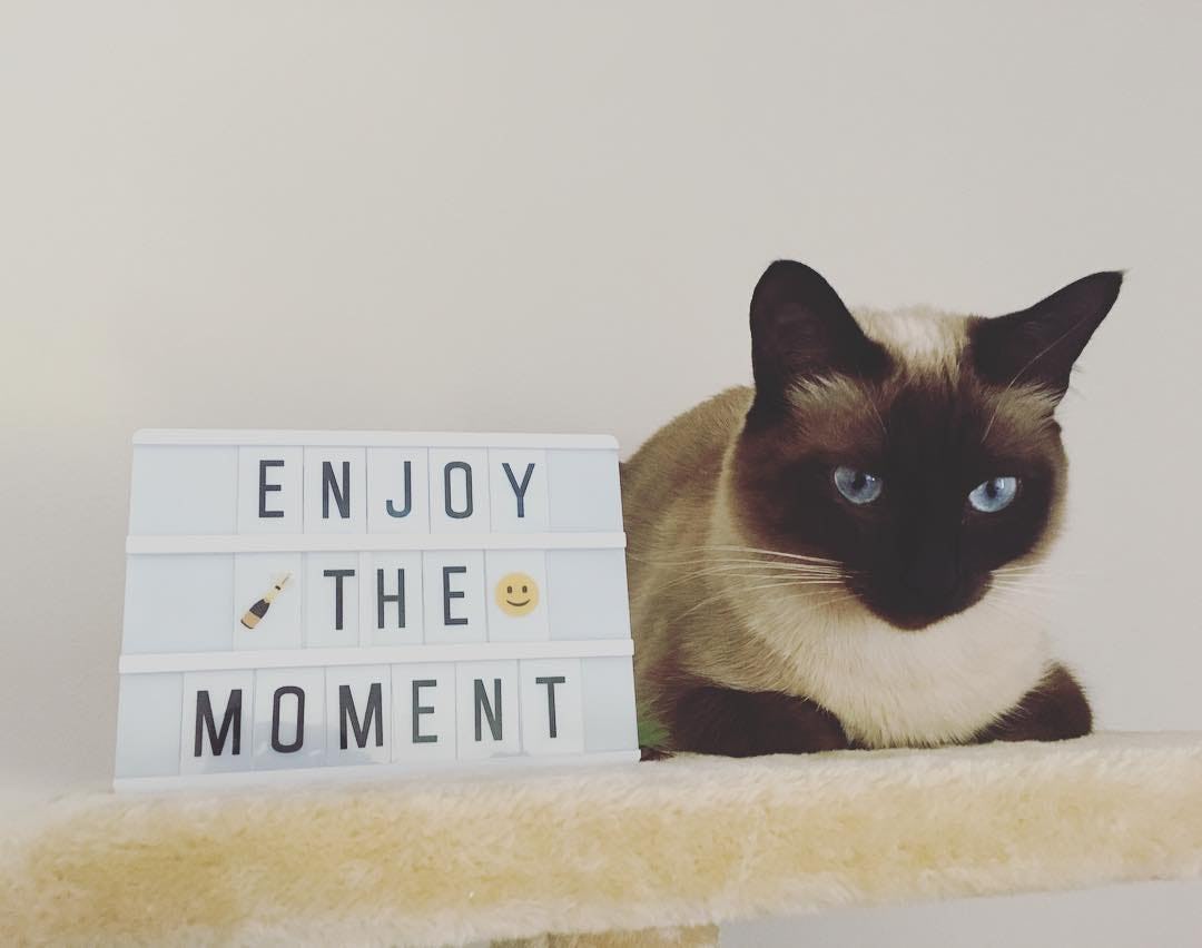 The Kind Of Cat To Get This Year, Based On Your Zodiac Sign