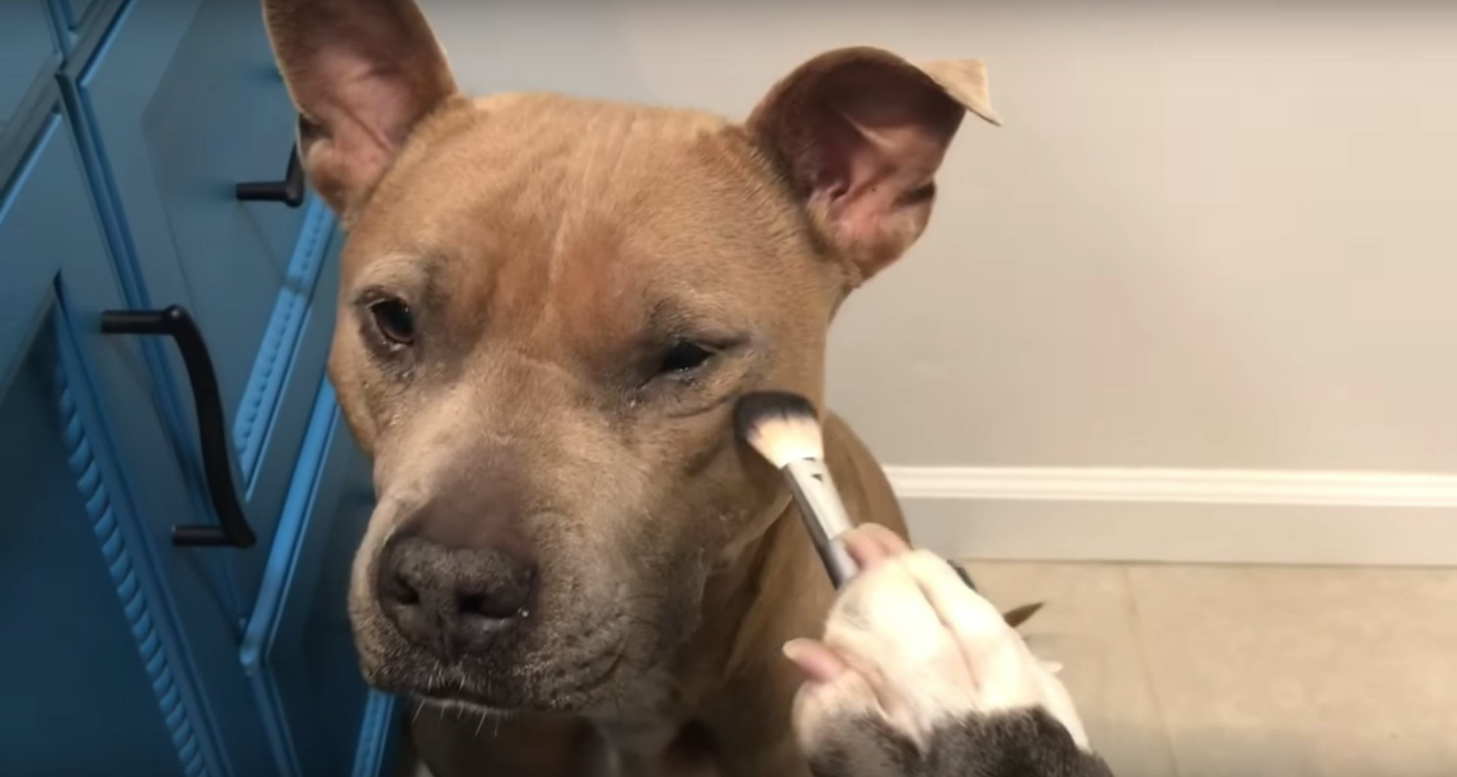 This Dog's Makeup Tutorial Is Going Viral & I Give It 13/10