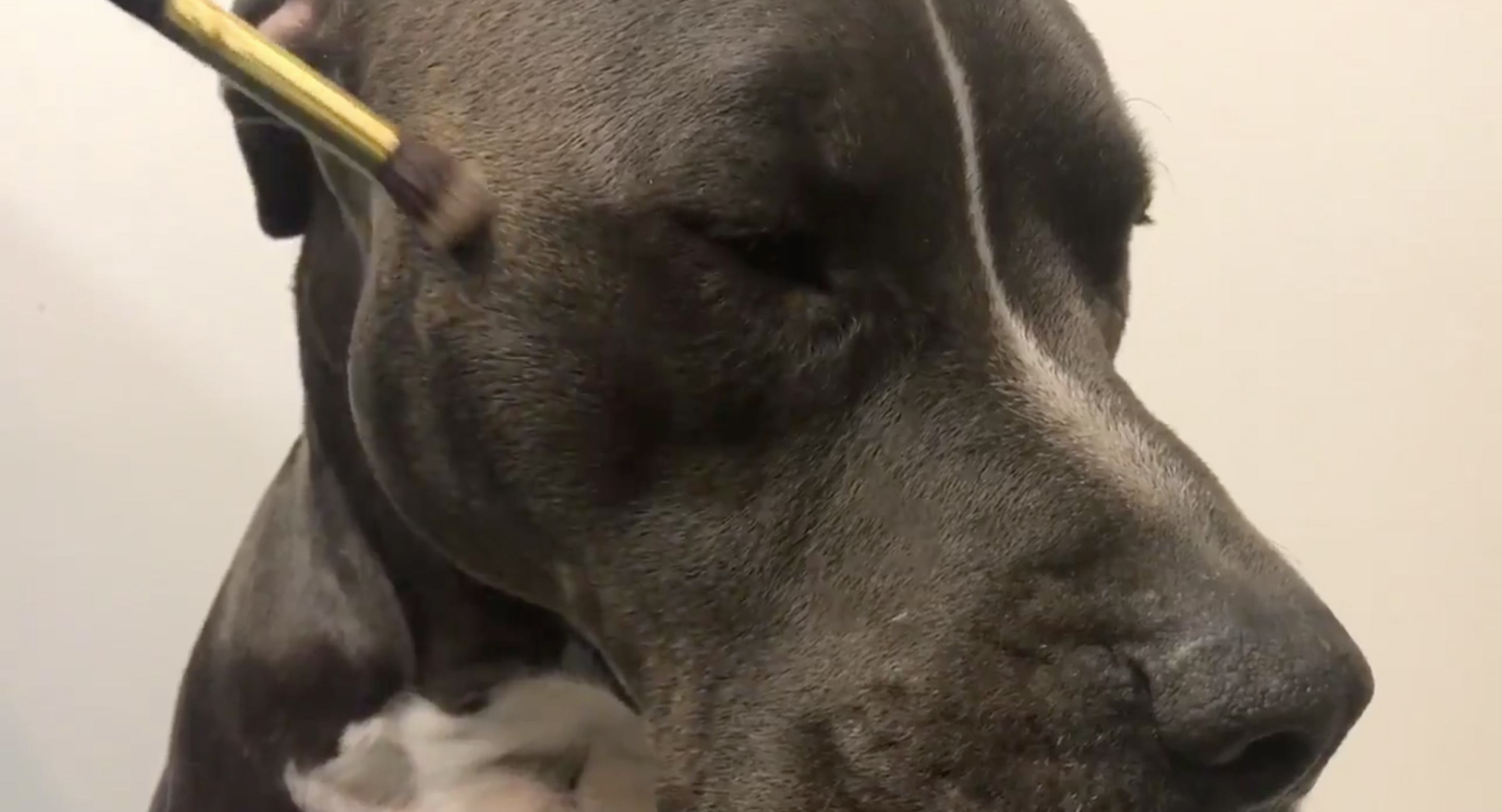 This Dog's Makeup Tutorial Is Going Viral & I Give It 13/10