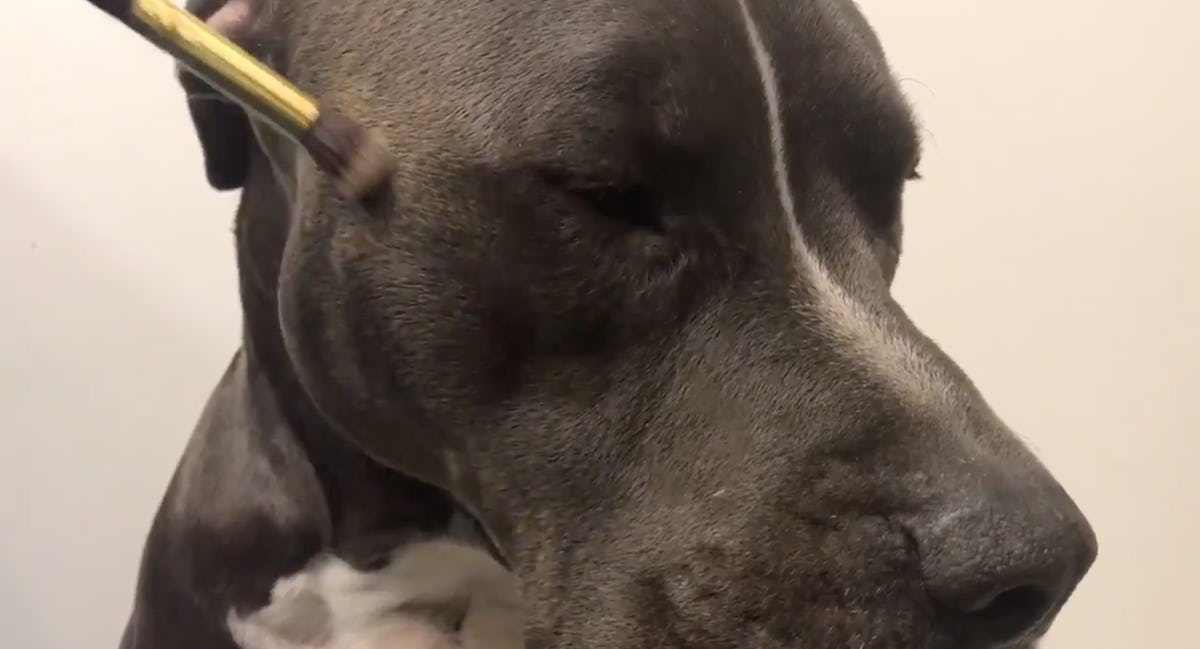 This Dog's Makeup Tutorial Is Going Viral & I Give It 13/10