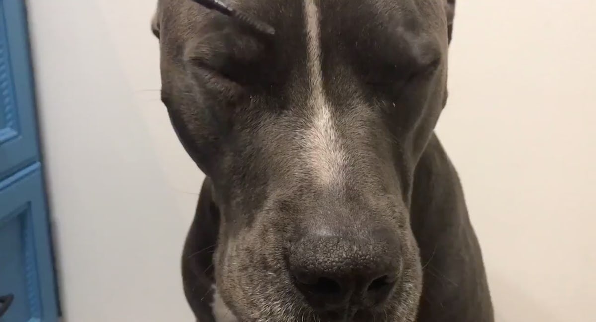 This Dog's Makeup Tutorial Is Going Viral & I Give It 13/10
