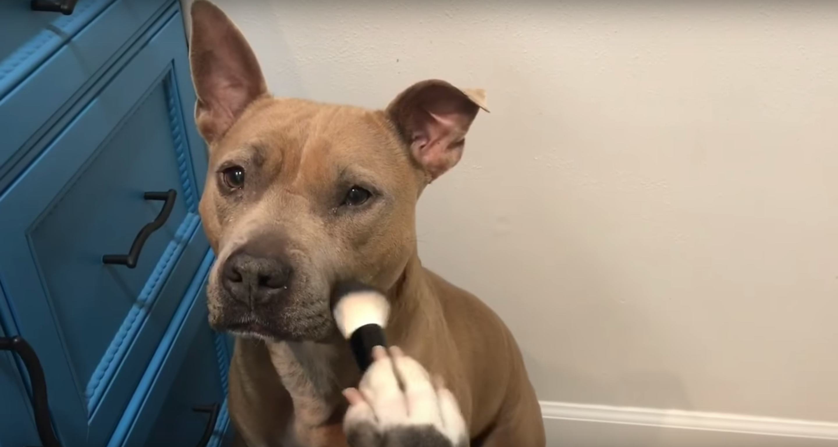 This Dog's Makeup Tutorial Is Going Viral & I Give It 13/10