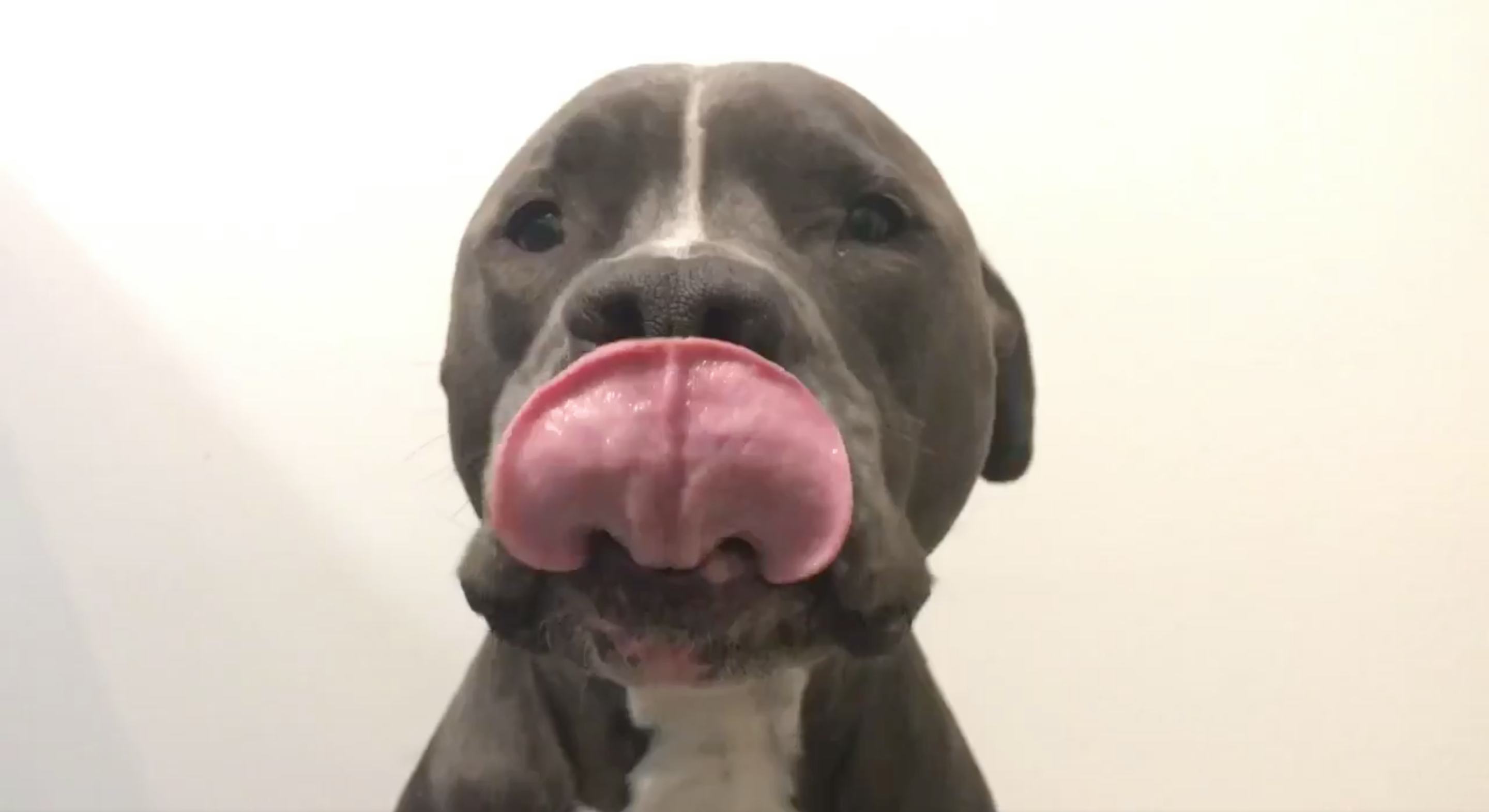 This Dog's Makeup Tutorial Is Going Viral & I Give It 13/10
