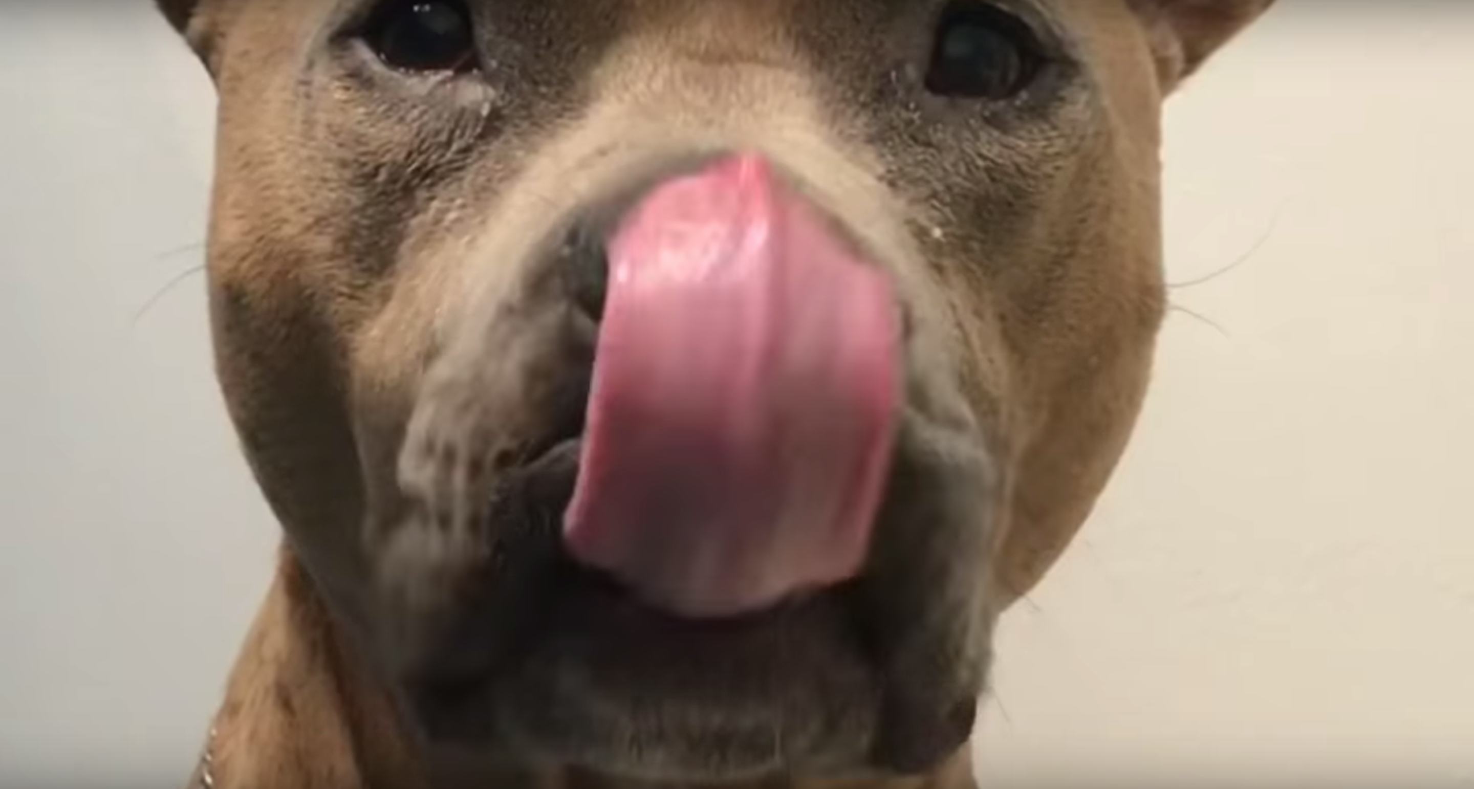 This Dog's Makeup Tutorial Is Going Viral & I Give It 13/10