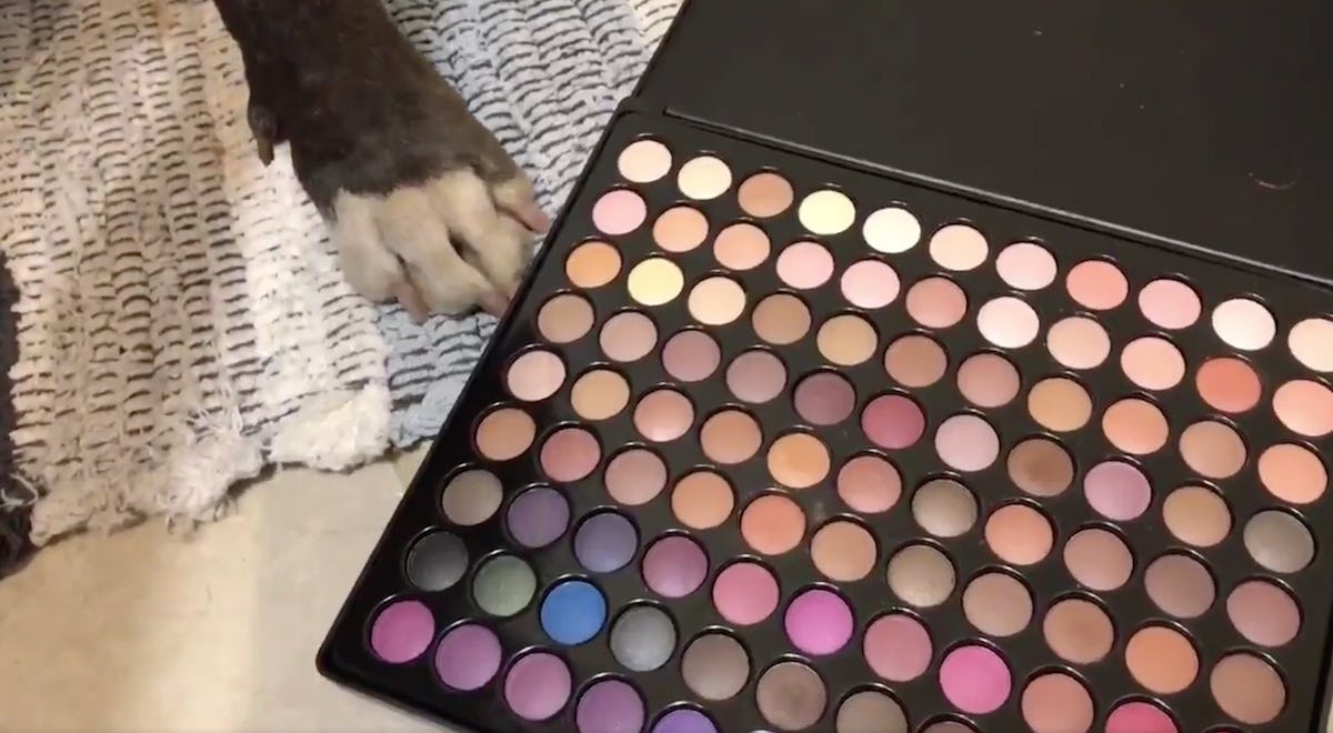 This Dog's Makeup Tutorial Is Going Viral & I Give It 13/10