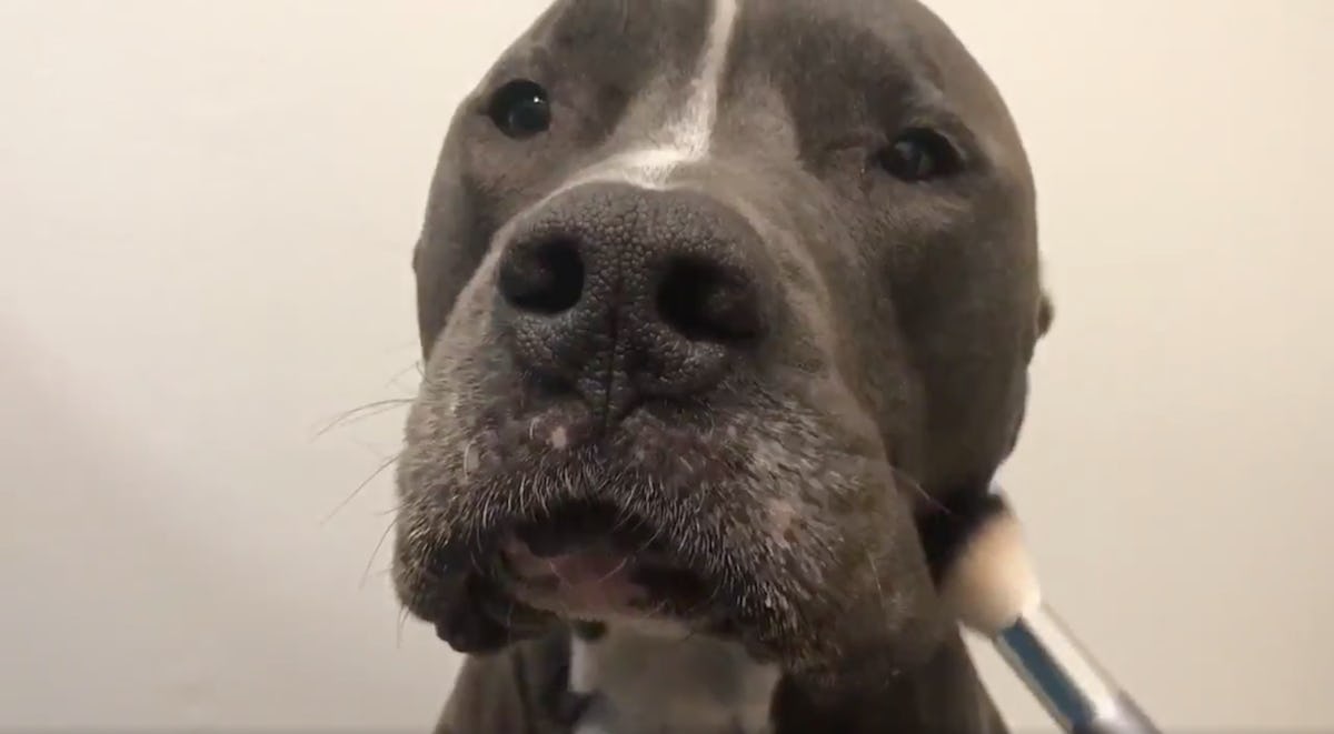 This Dog's Makeup Tutorial Is Going Viral & I Give It 13/10