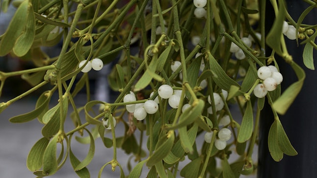 8 Mistletoe Facts That Are So Weird, They Might Make You Rethink This ...