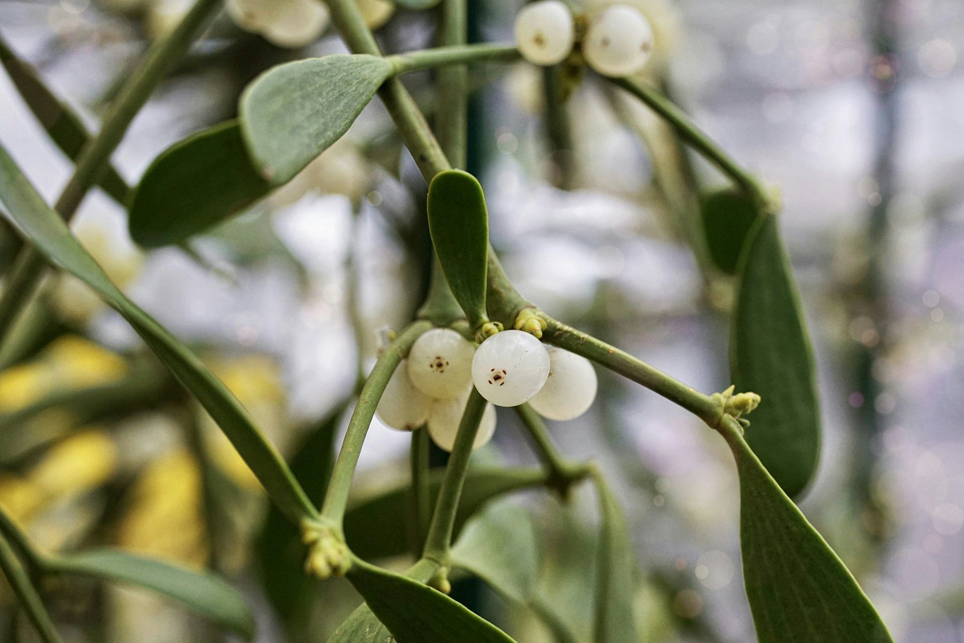 8 Mistletoe Facts That Are So Weird, They Might Make You Rethink This ...