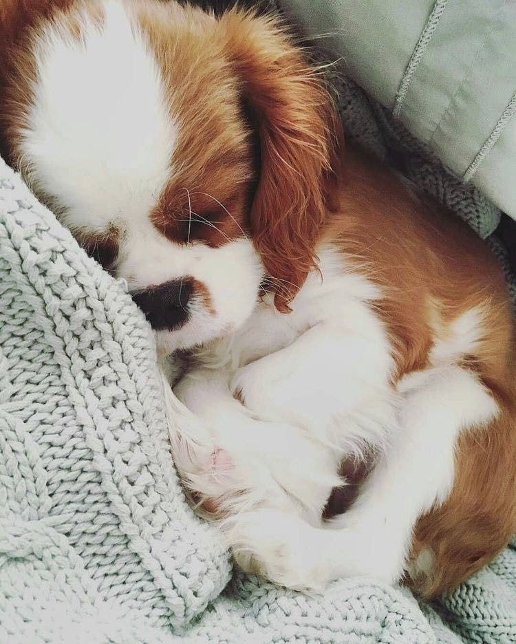 The Best Dogs For Introverts Might Surprise You, Here's What To Know