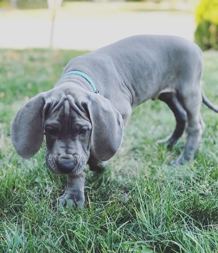 The Best Dogs For Introverts Might Surprise You, Here's What To Know