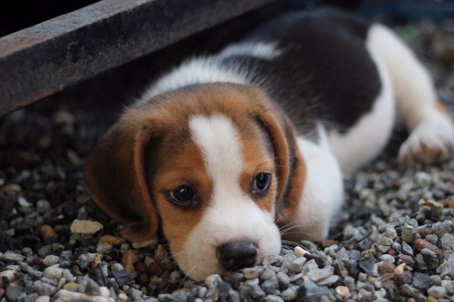 The Best Dogs For Introverts Might Surprise You, Here's What To Know