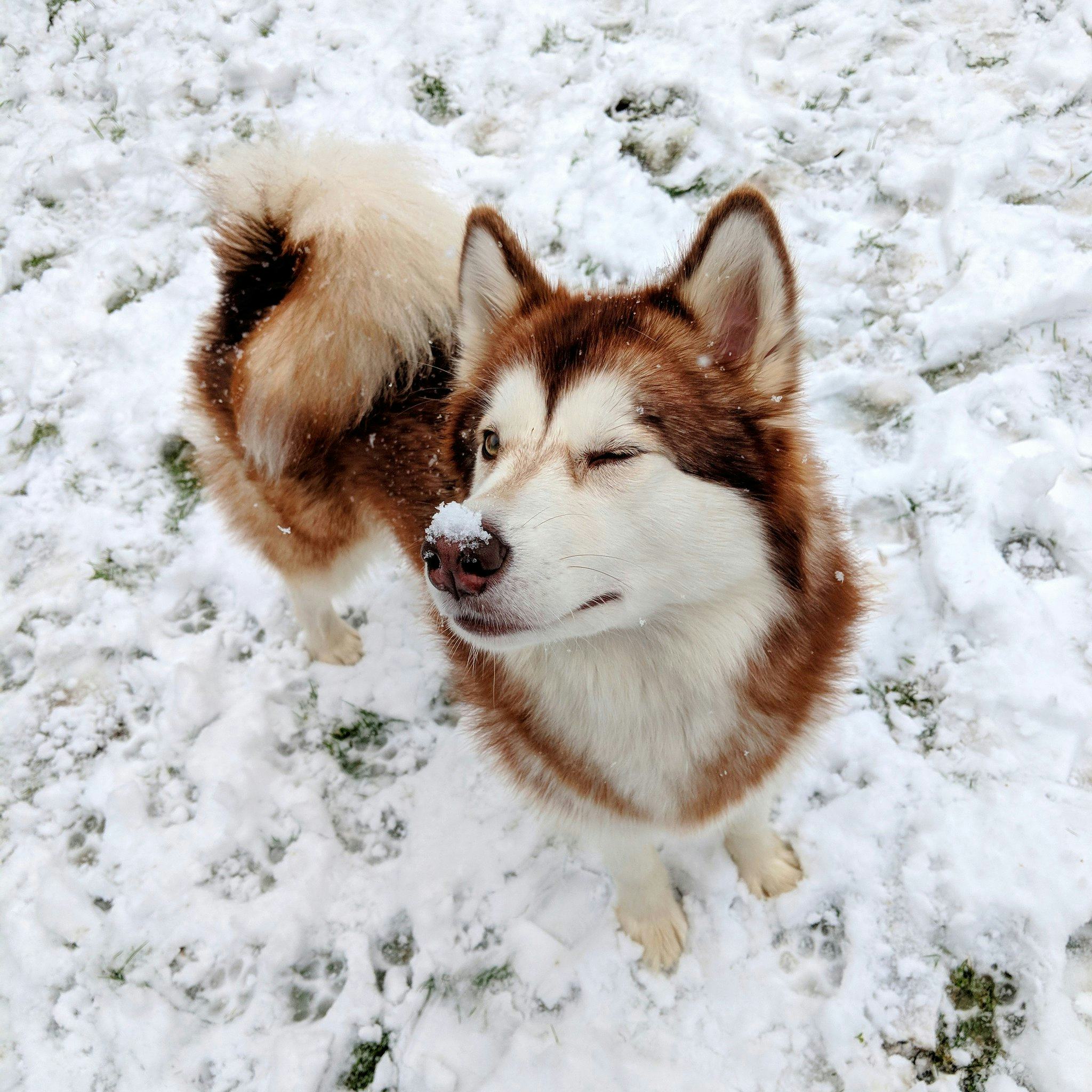 The Best Dogs For Introverts Might Surprise You, Here's What To Know