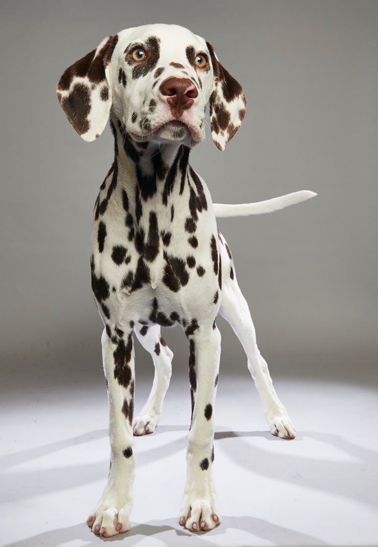 The 2018 Puppy Bowl Puppies Are Here & The Starting Lineup Is Too Cute ...