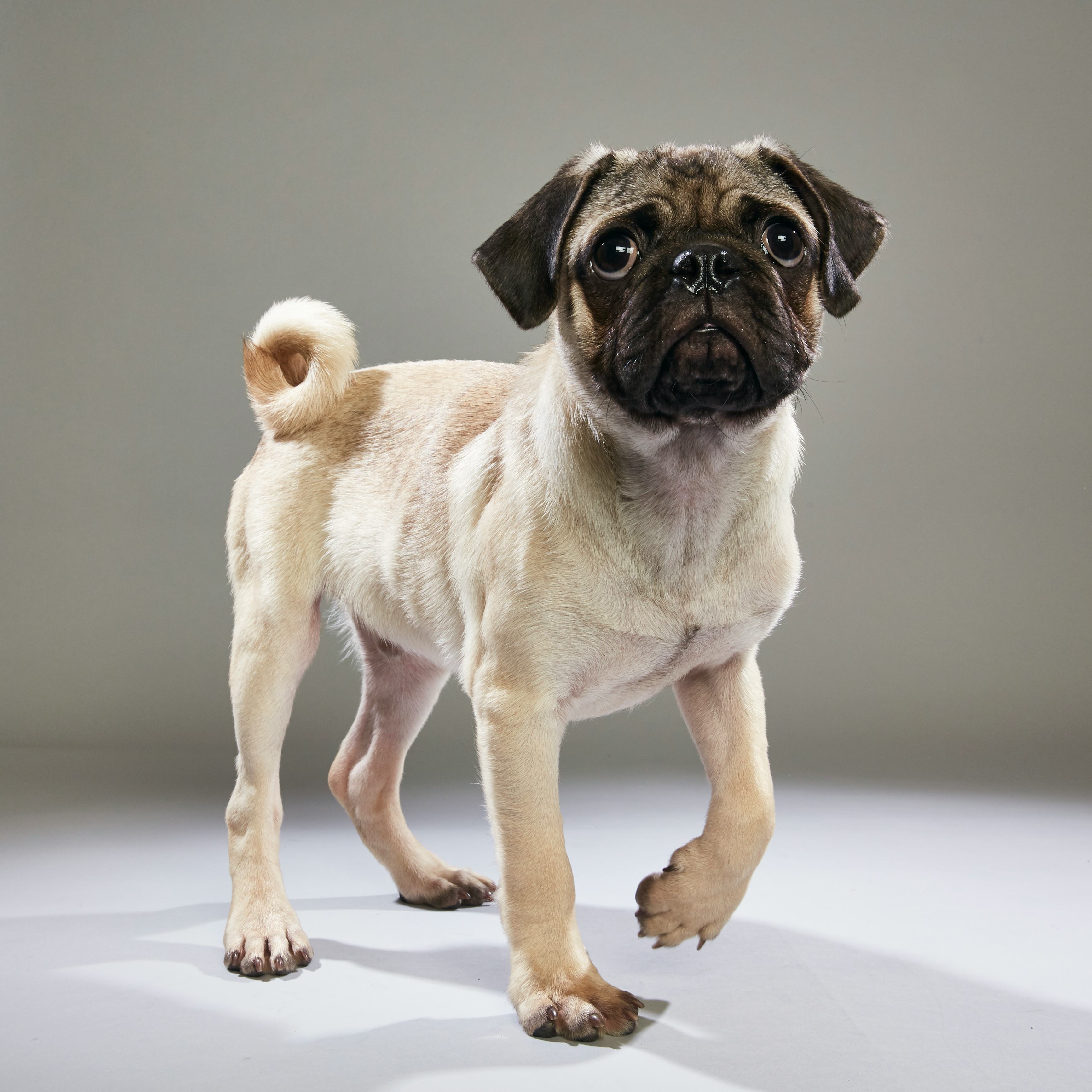 The 2018 Puppy Bowl Puppies Are Here & The Starting Lineup Is Too Cute ...