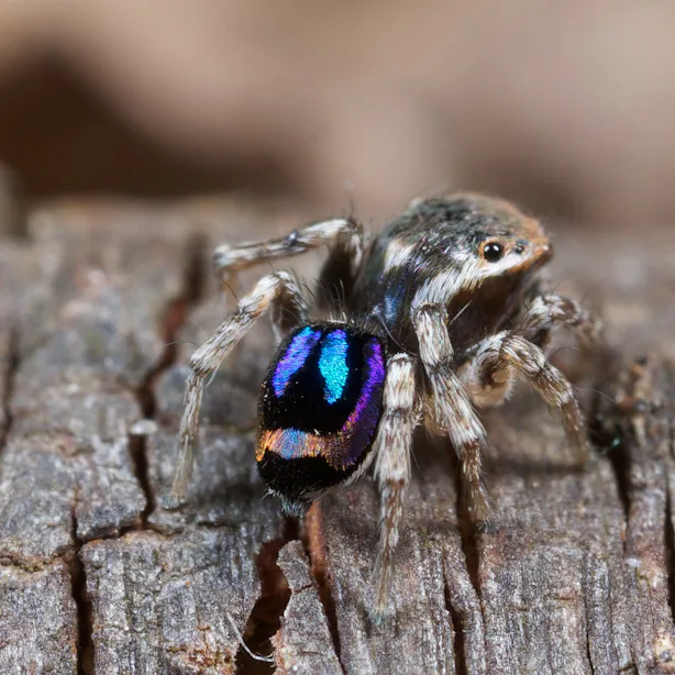 Australian Rainbow Peacock Spiders Are Not Only Adorable, They’re ...