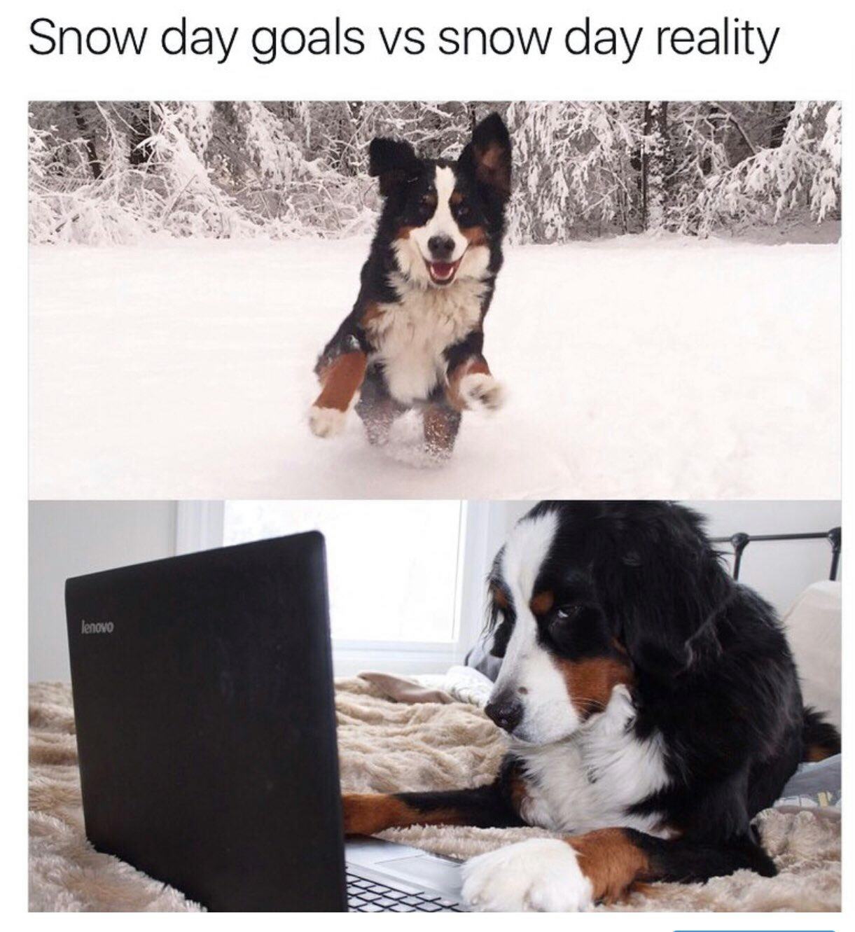 10 Best Snow Blizzard Memes That'll Keep You Warm From Laughing So Hard