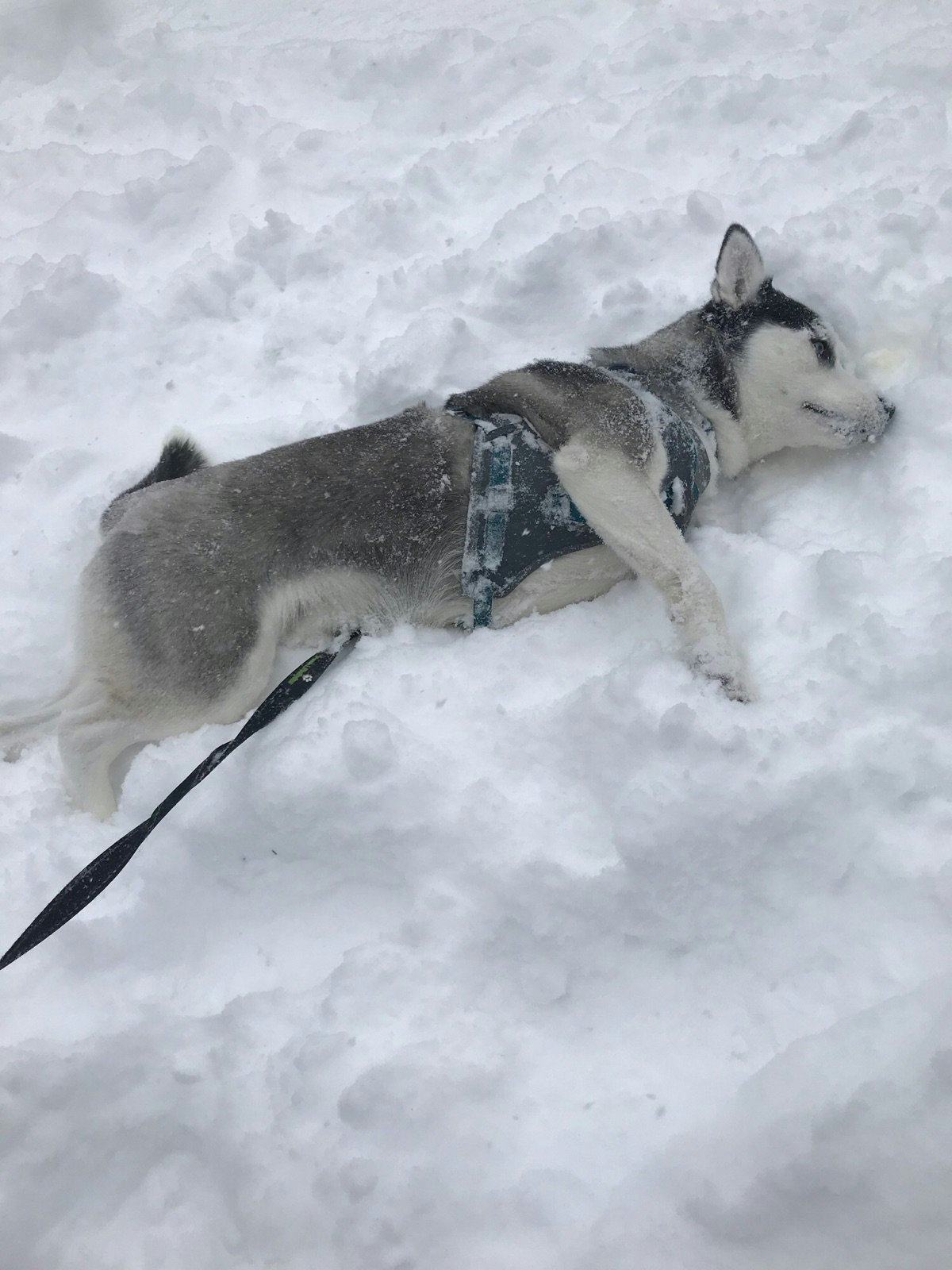 10 Adorable Dogs In The Snow Who Are Loving It & We're Jealous
