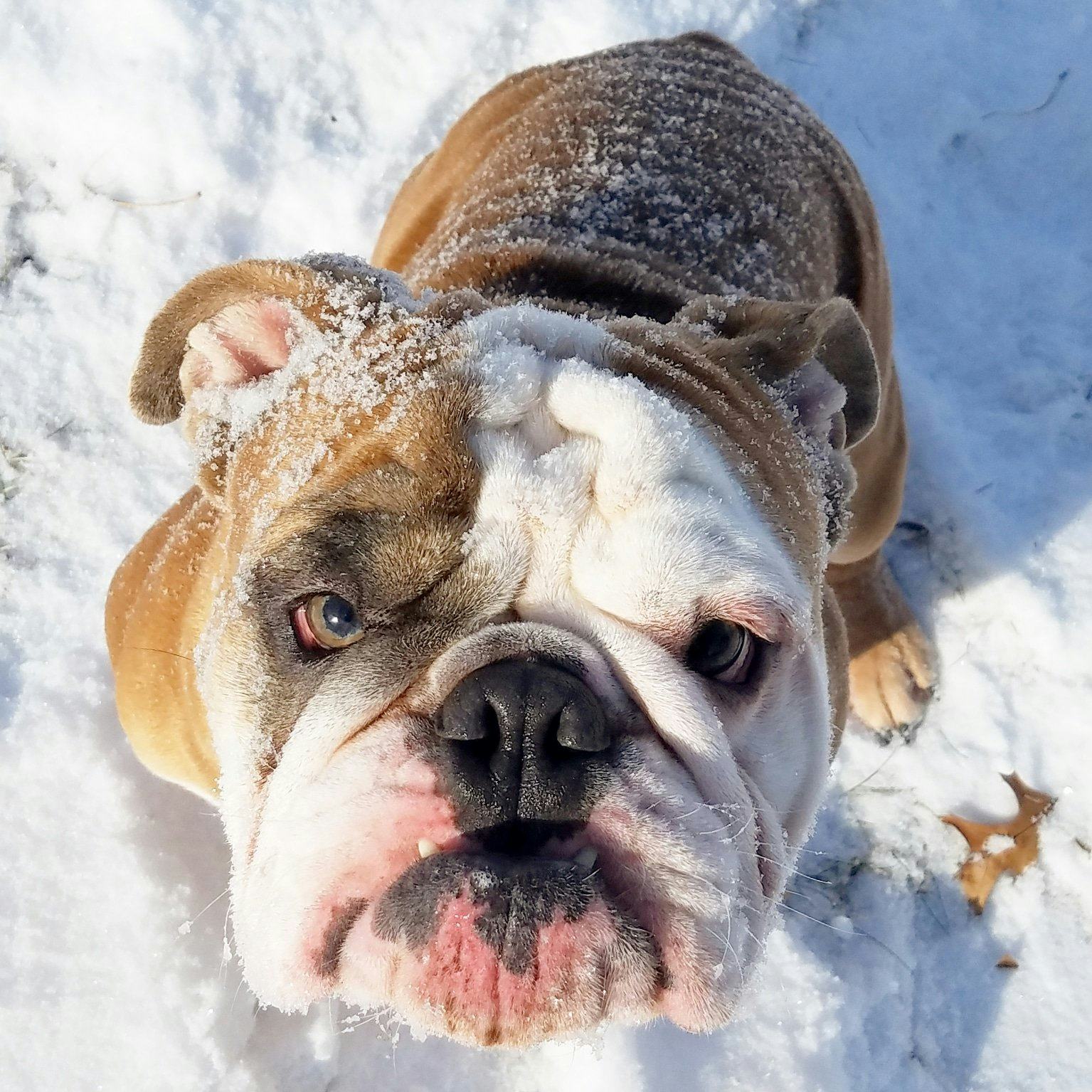 10 Adorable Dogs In The Snow Who Are Loving It & We're Jealous