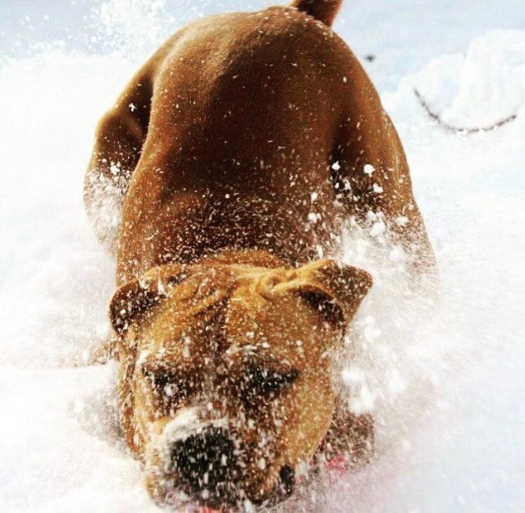 10 Adorable Dogs In The Snow Who Are Loving It & We're Jealous