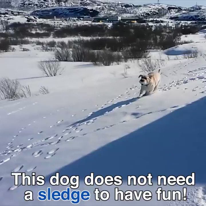 10 Adorable Dogs In The Snow Who Are Loving It & We're Jealous