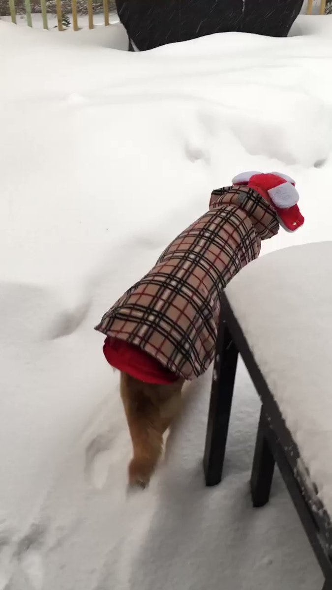 10 Adorable Dogs In The Snow Who Are Loving It & We're Jealous