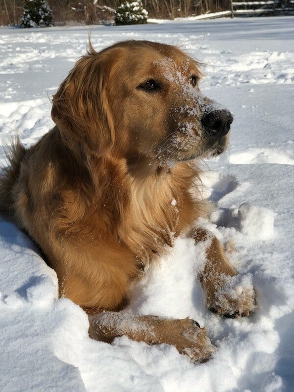 10 Adorable Dogs In The Snow Who Are Loving It & We're Jealous