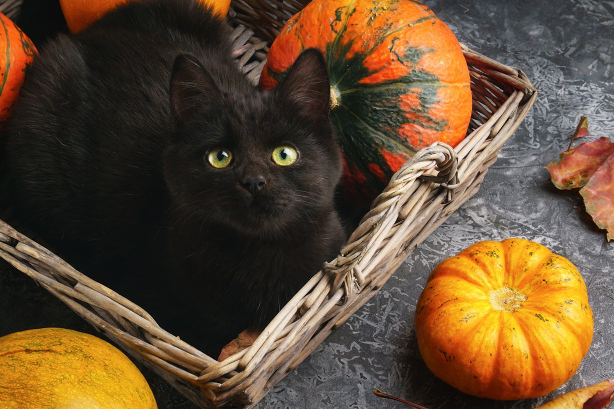 15 Names For October Cats That Are Just Purr-fect