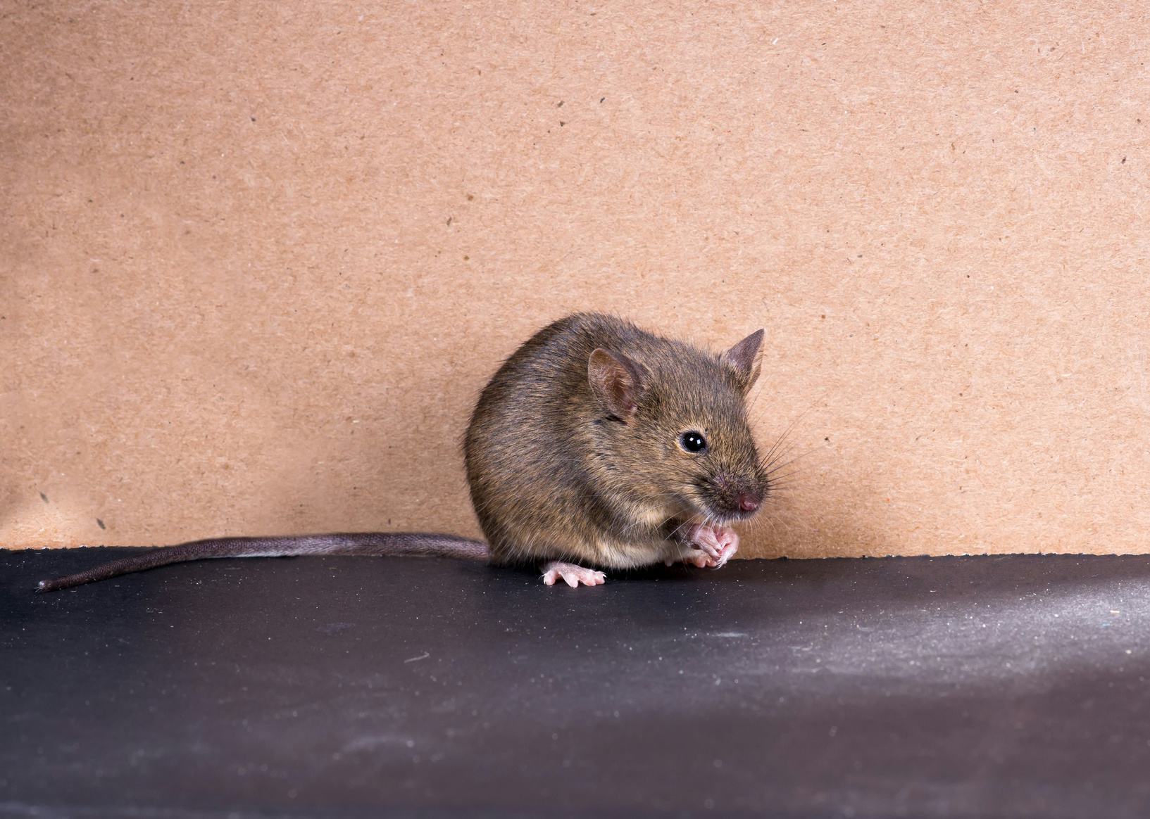 Scientists Created Healthy Mice With Two Same-Sex Parents, According To ...