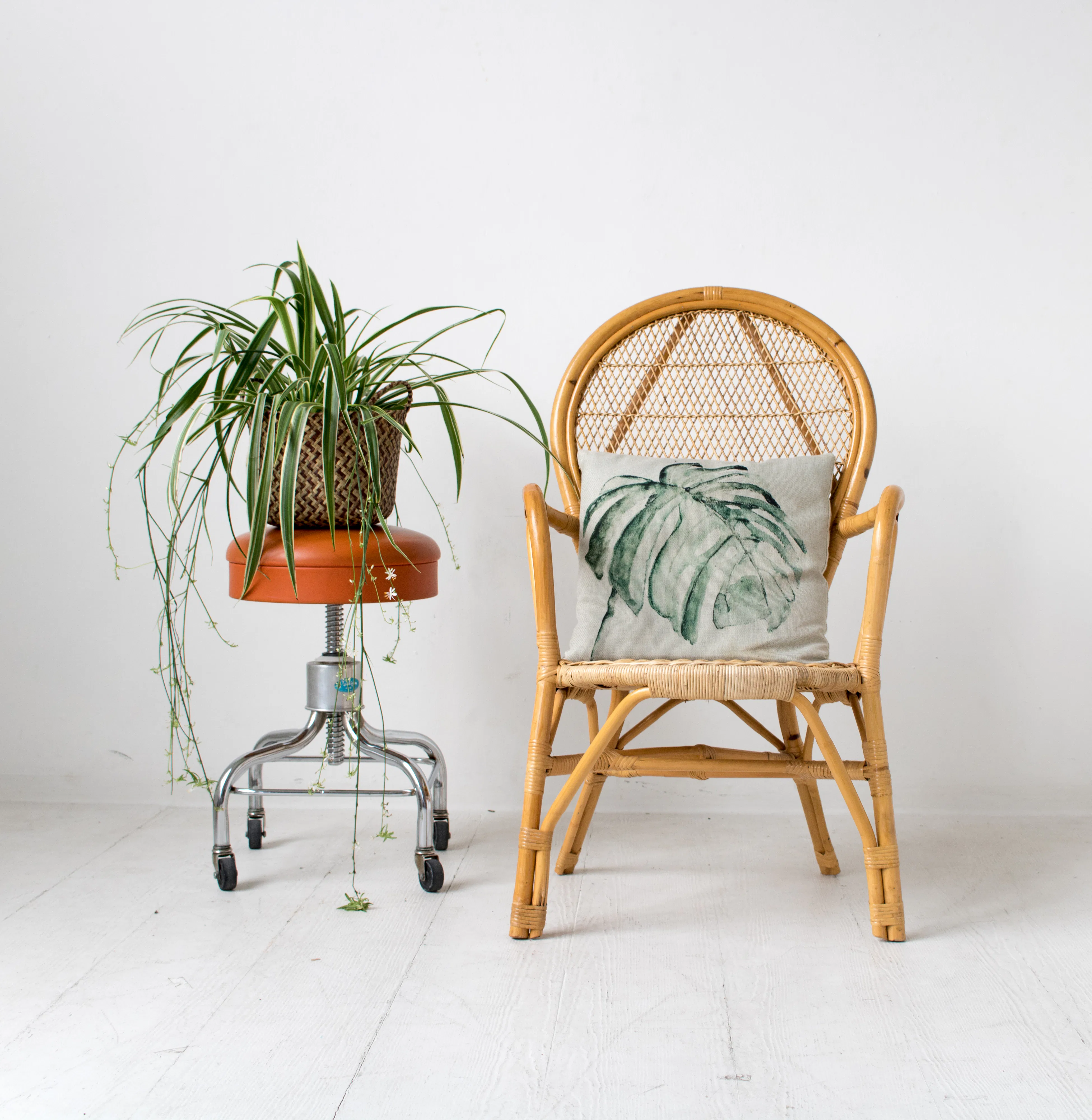 House Plant Club On How To Look After Your House Plants In 5 Simple Steps
